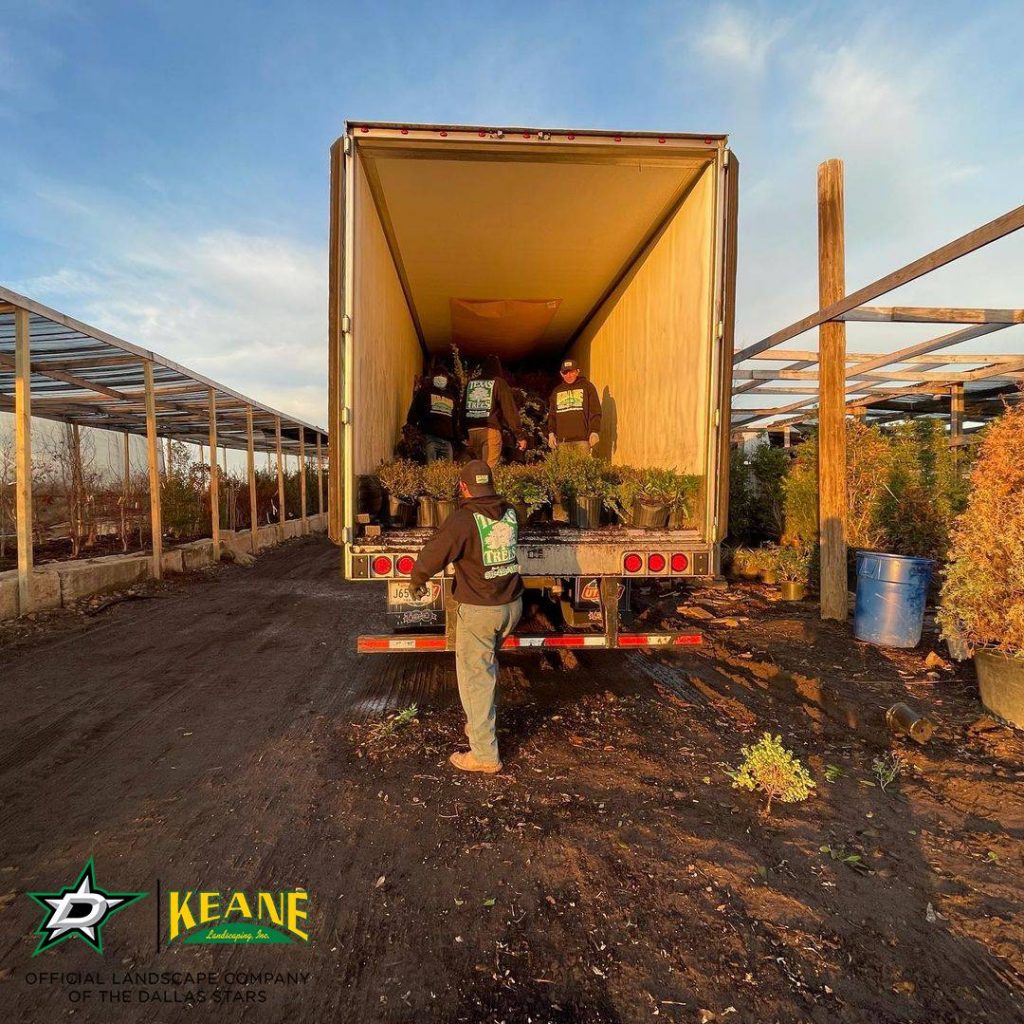 Commercial Large Tree Installation Services | Keane Landscaping DFW