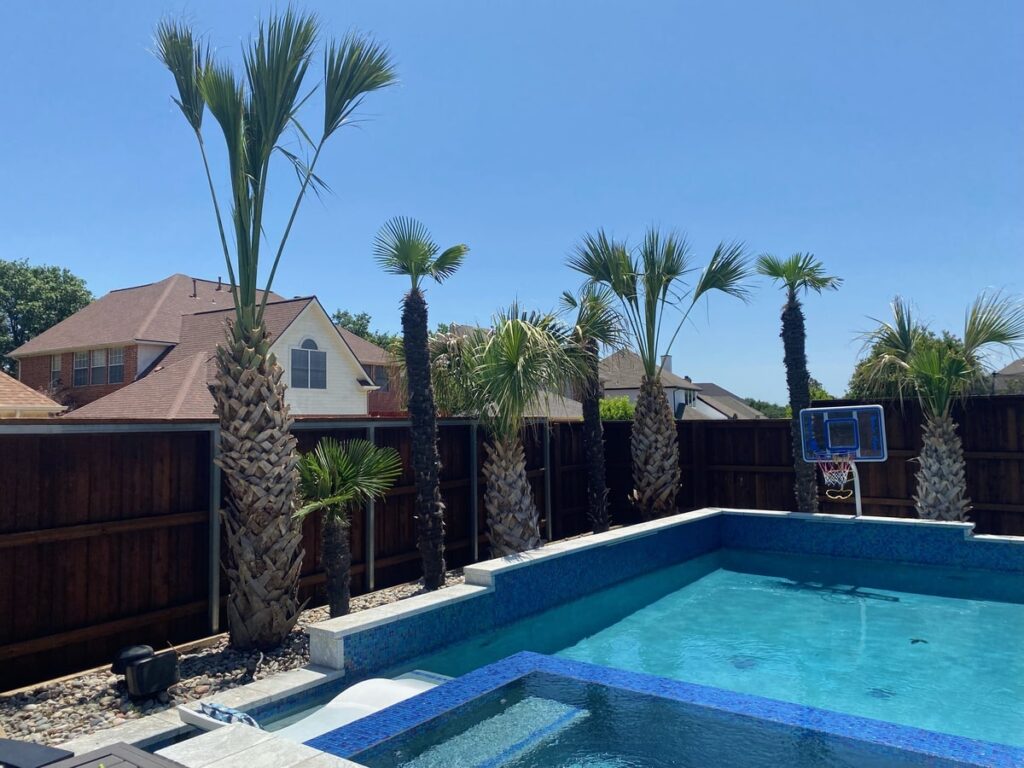 Commercial Large Tree Installation Services | Keane Landscaping DFW